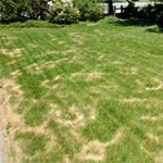 Combatting Necrotic Ring Spot in Colorado: Your Essential GuideTreating ...